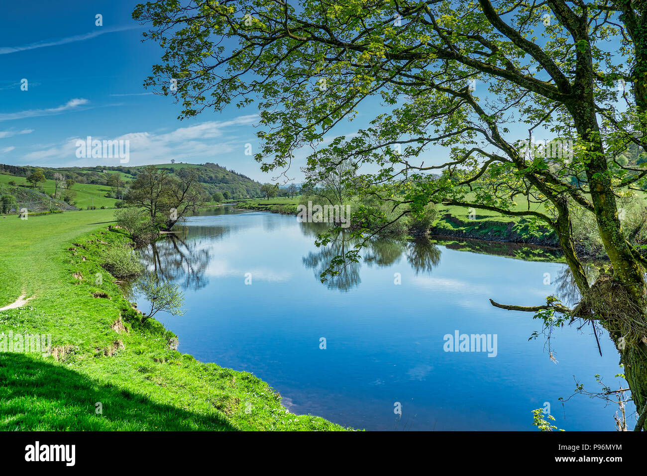 Tree in river lune hi-res stock photography and images - Alamy