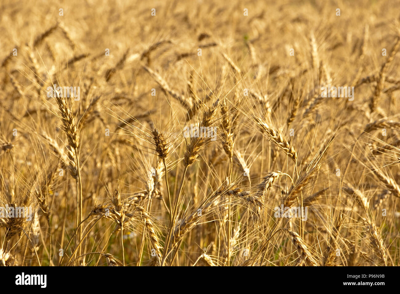(plant Crop) (ukraine) High Resolution Stock Photography and Images - Alamy