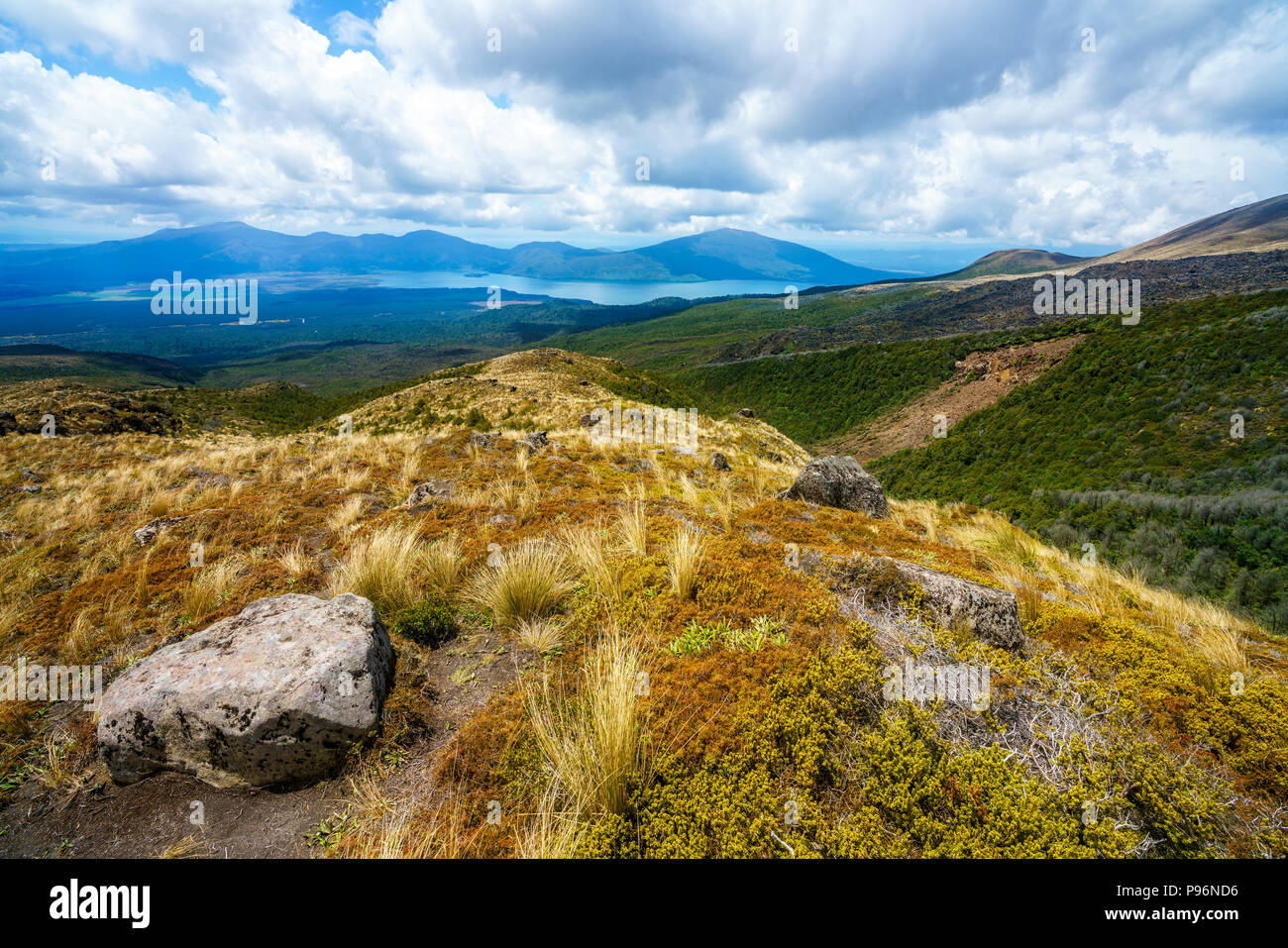 hiking the tongariro alpine crossing,grass on the volcanic crater ...