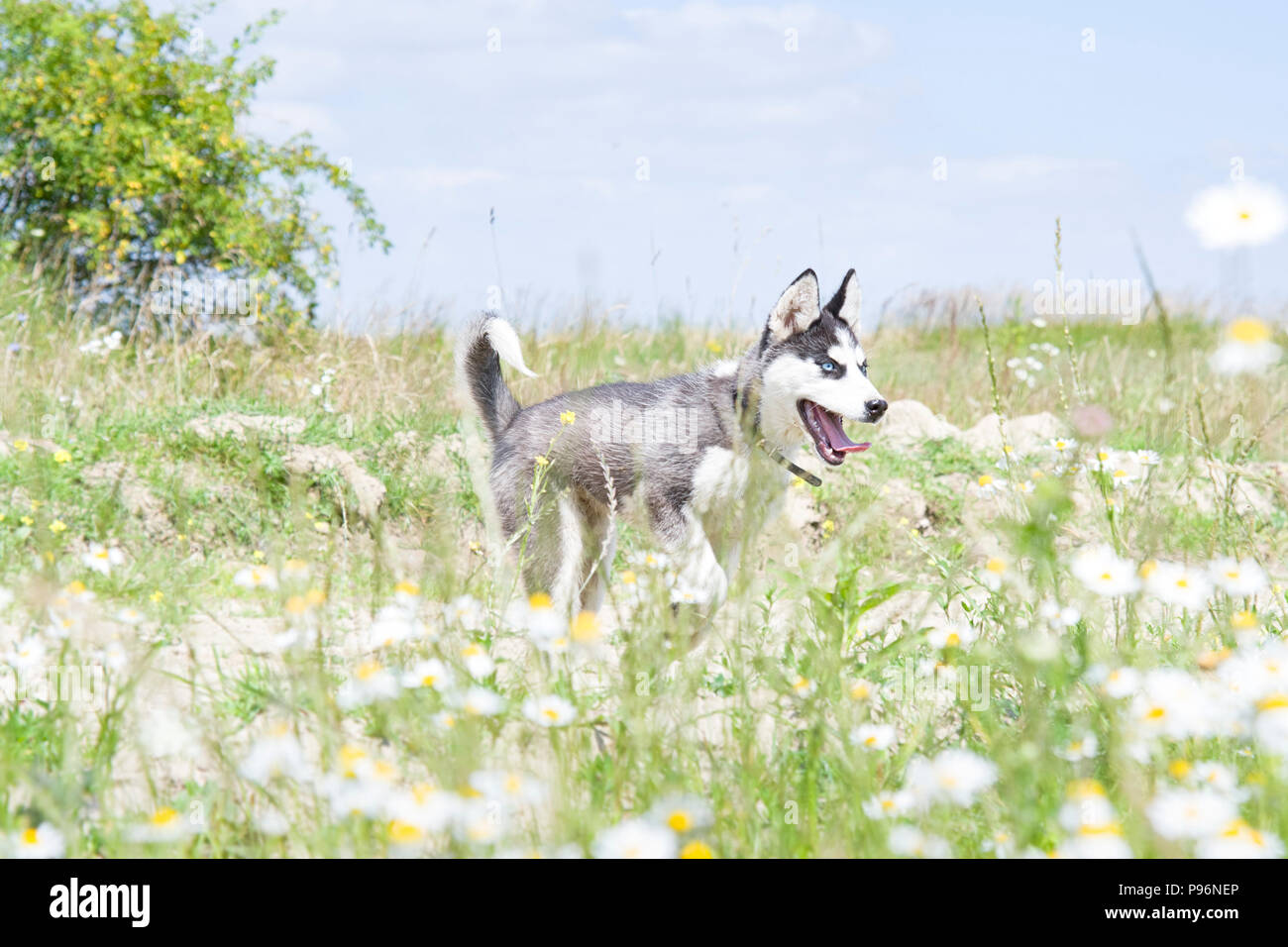 Cute beautiful husky running in green grass and flowers Stock Photo - Alamy