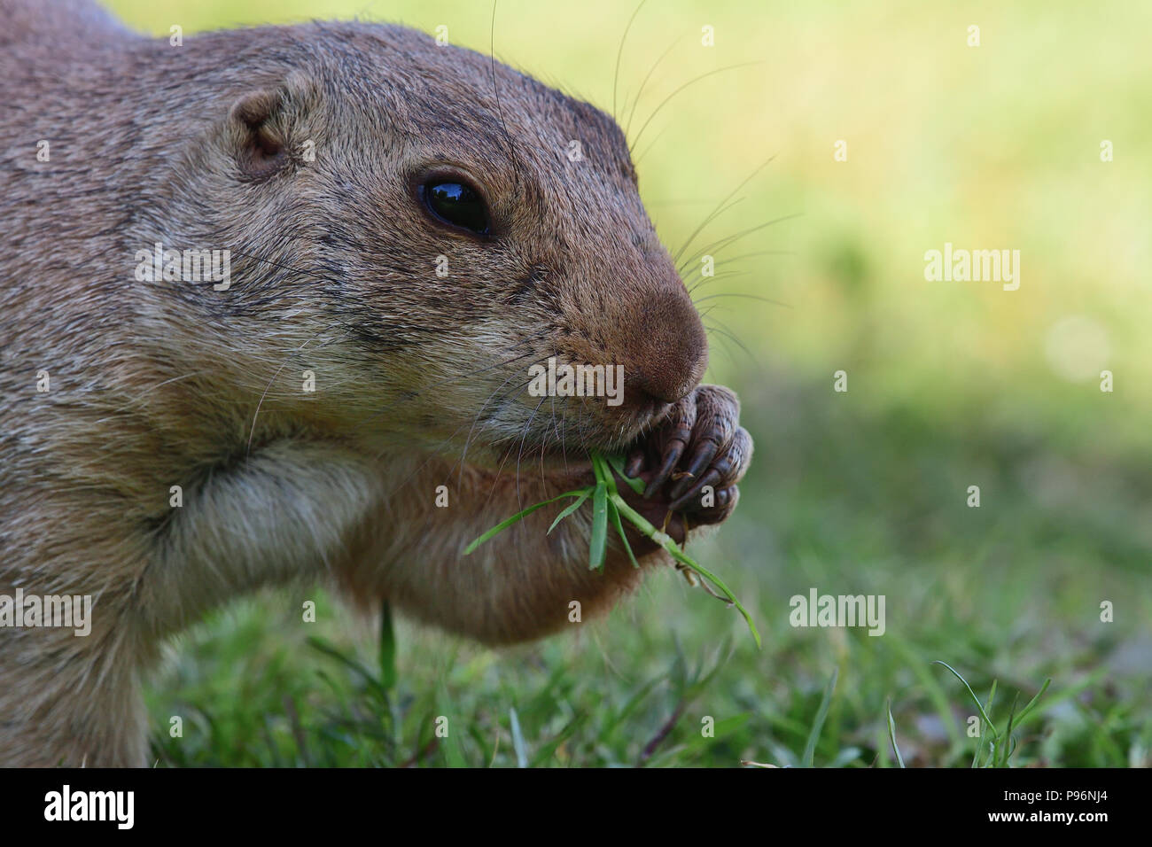 Head shot of a marmot eating grass Stock Photo - Alamy