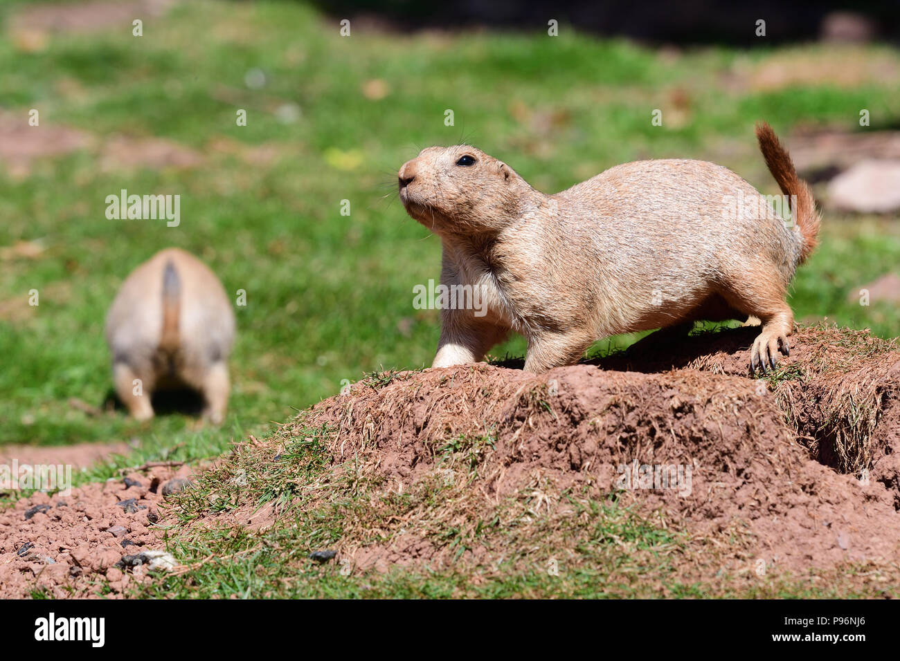 Aniamal behaviour hi-res stock photography and images - Alamy