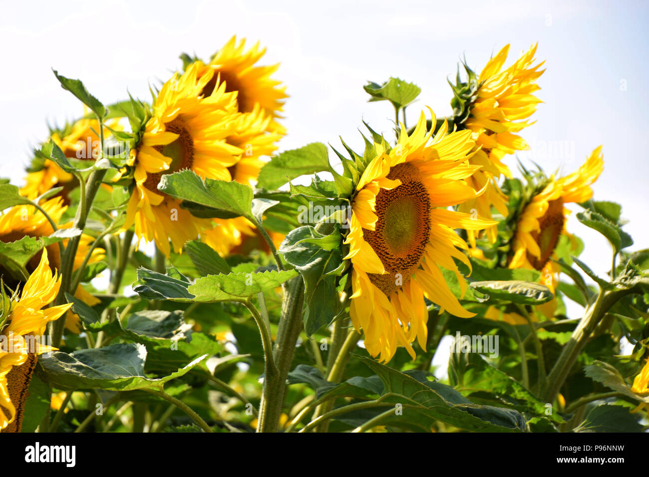 sunflowers overexposed expressions in the summer sun, Blossoming ...