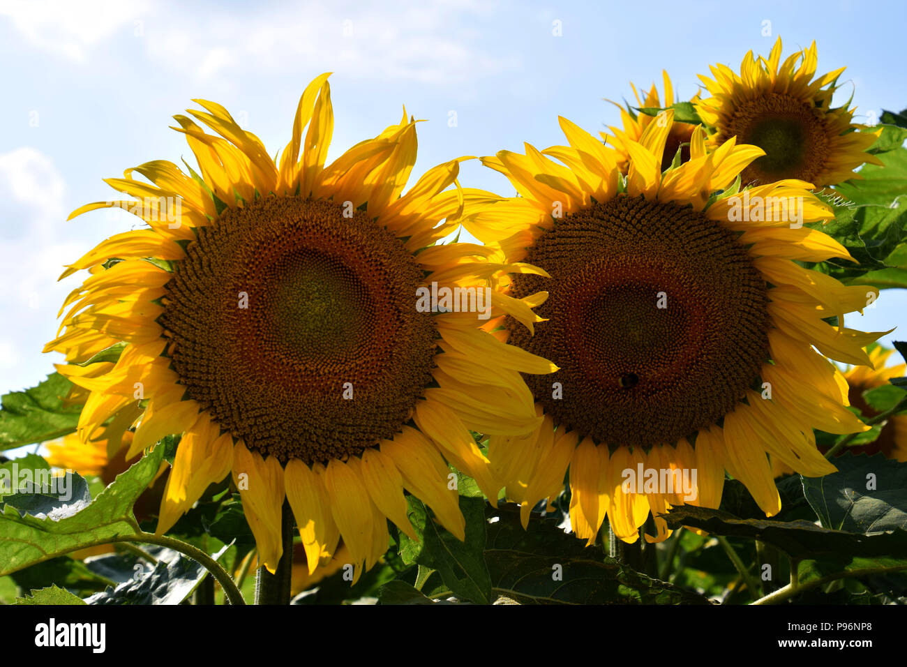 big sunflower heads in the early summer sun, Blossoming sunflower field ...