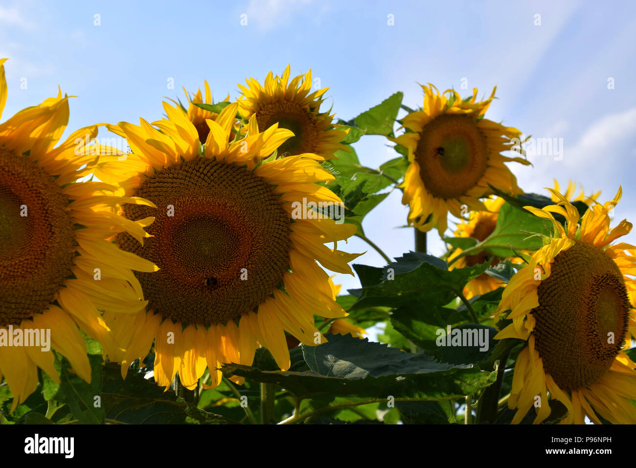 Blossoming sunflower field in july in bavaria, sunflower field summer ...