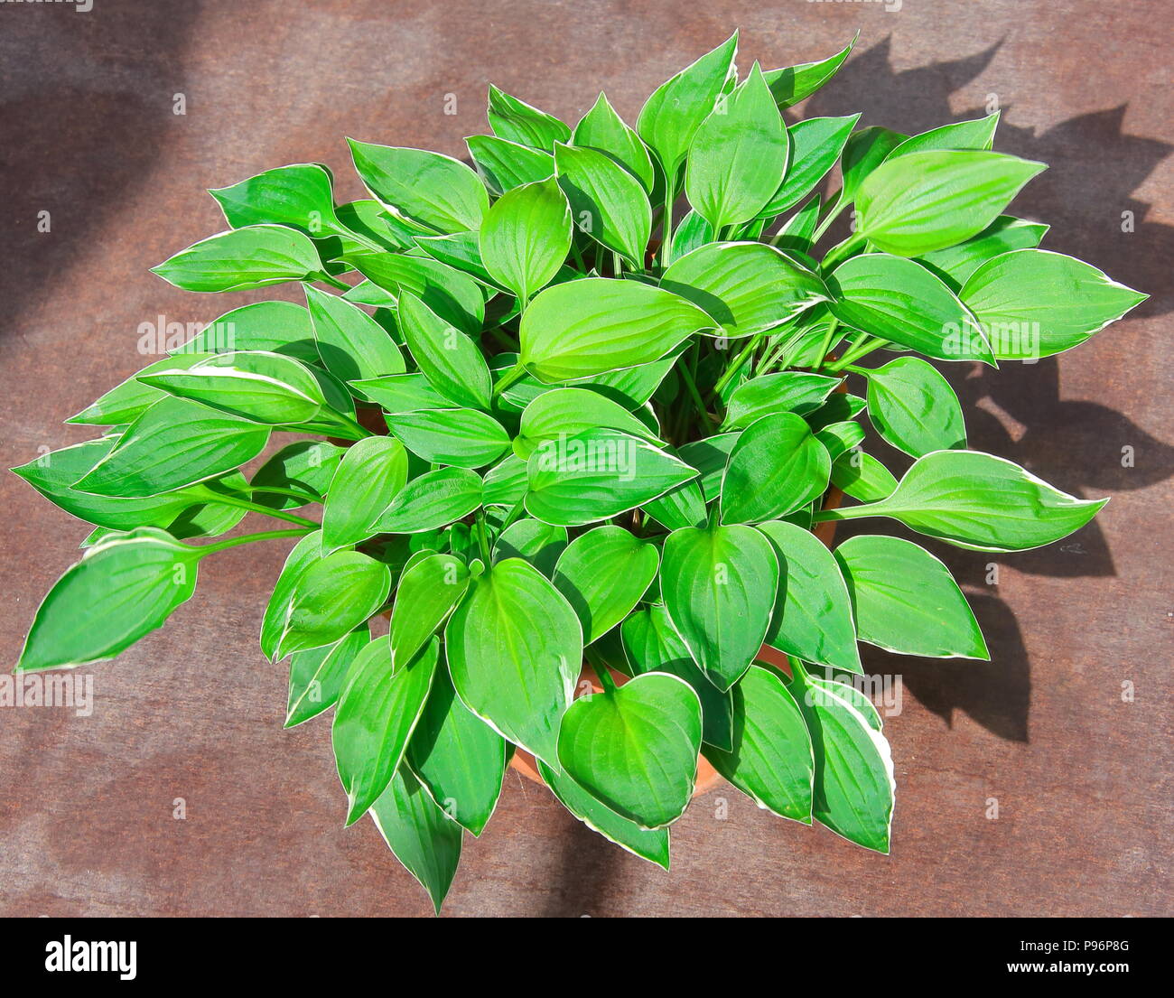 Part of the British Hosta collection, the Allan P McConnell Hosta with ...