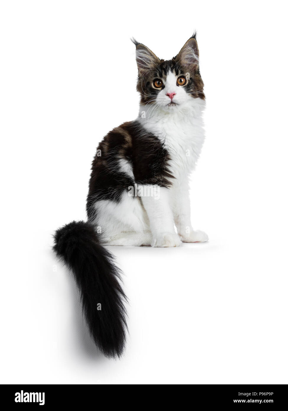 Sweet handsome black tabby with white Maine Cook cat kitten sitting ...