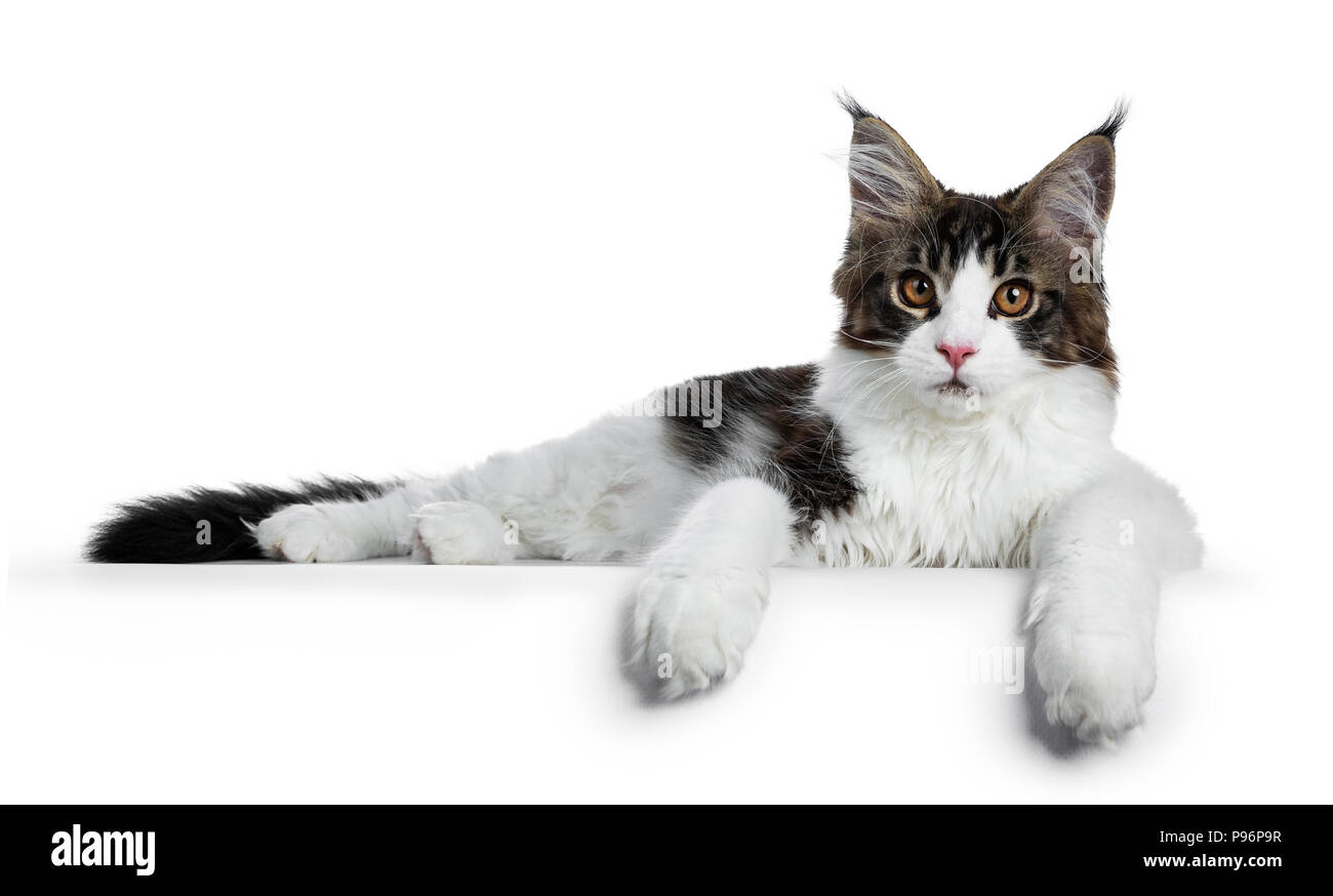 Sweet handsome black tabby with white Maine Cook cat kitten laying down ...