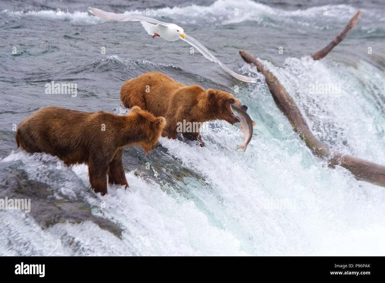 Grizzly bear catching salmon hi-res stock photography and images - Alamy