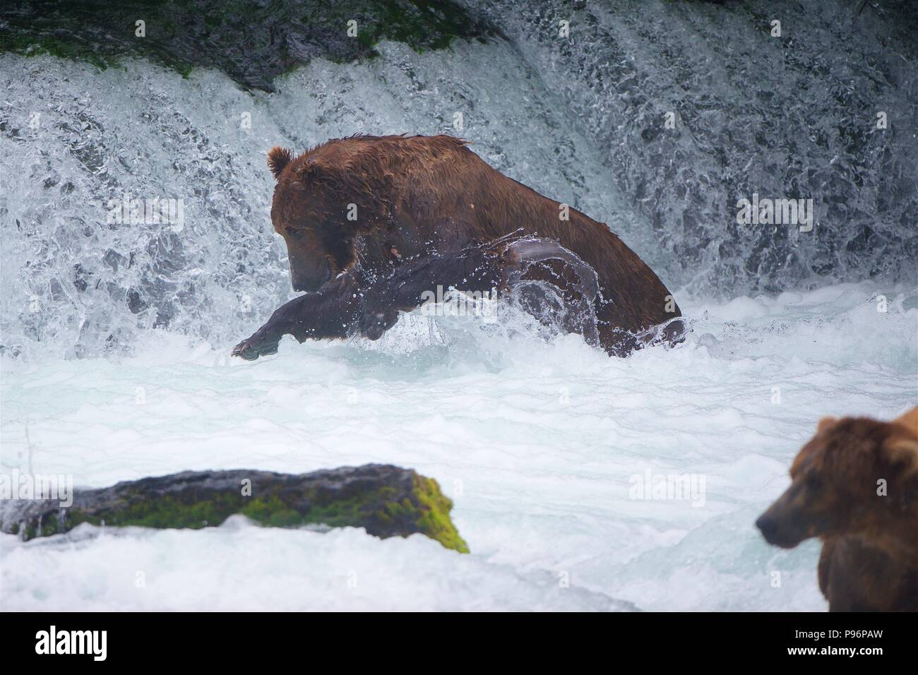 Bear jumps hi-res stock photography and images - Alamy