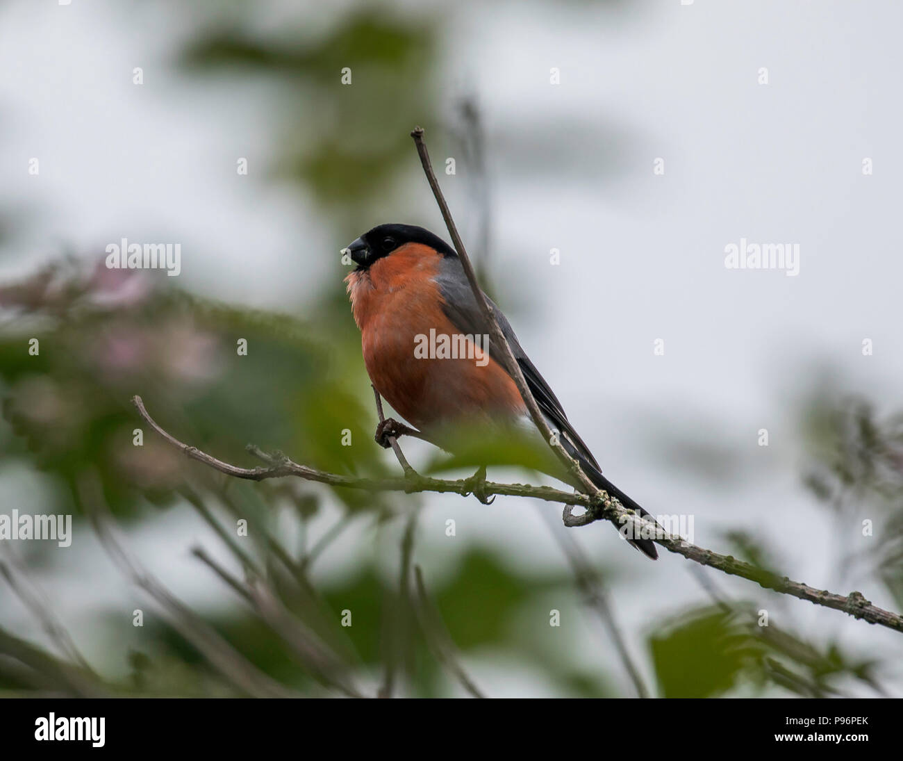 Eurasian bull finch hi-res stock photography and images - Alamy