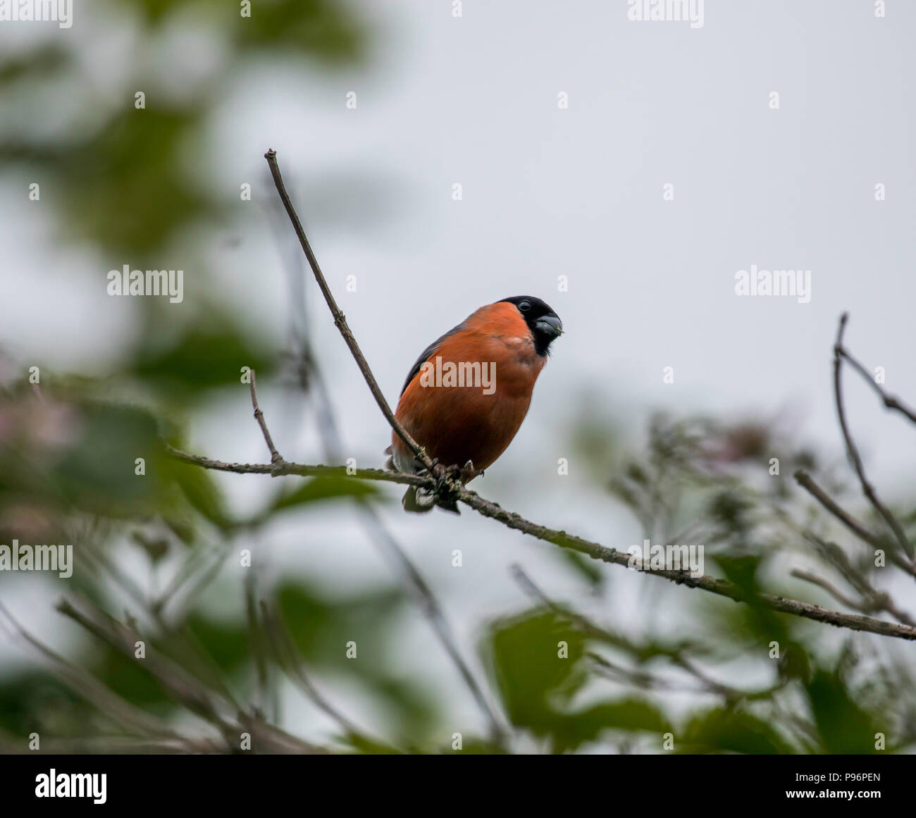 Eurasian bull finch hi-res stock photography and images - Alamy