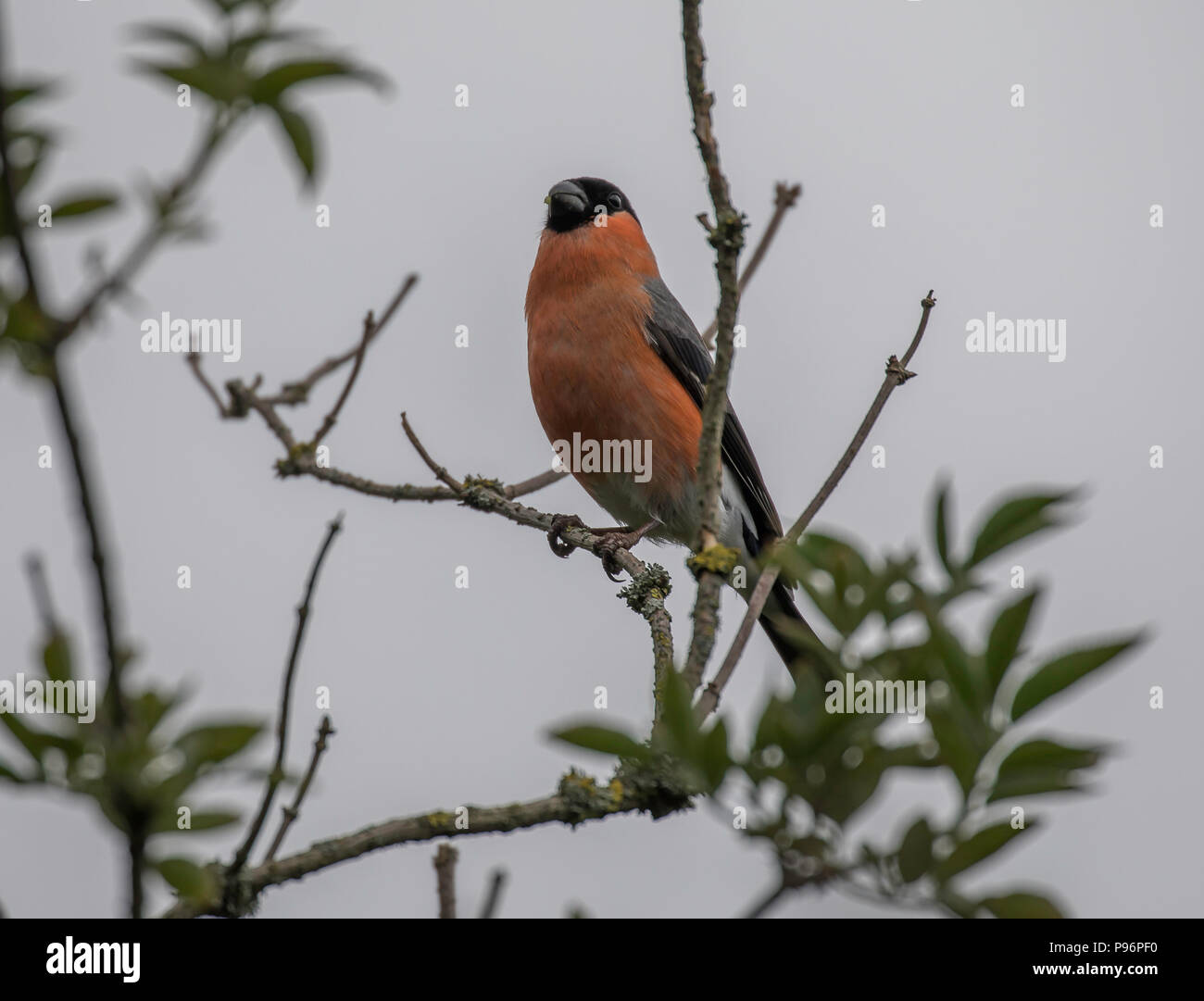 Eurasian bull finch hi-res stock photography and images - Alamy