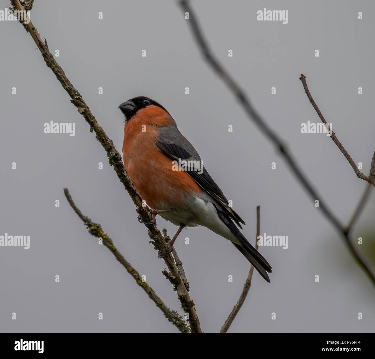 Eurasian bull finch hi-res stock photography and images - Alamy