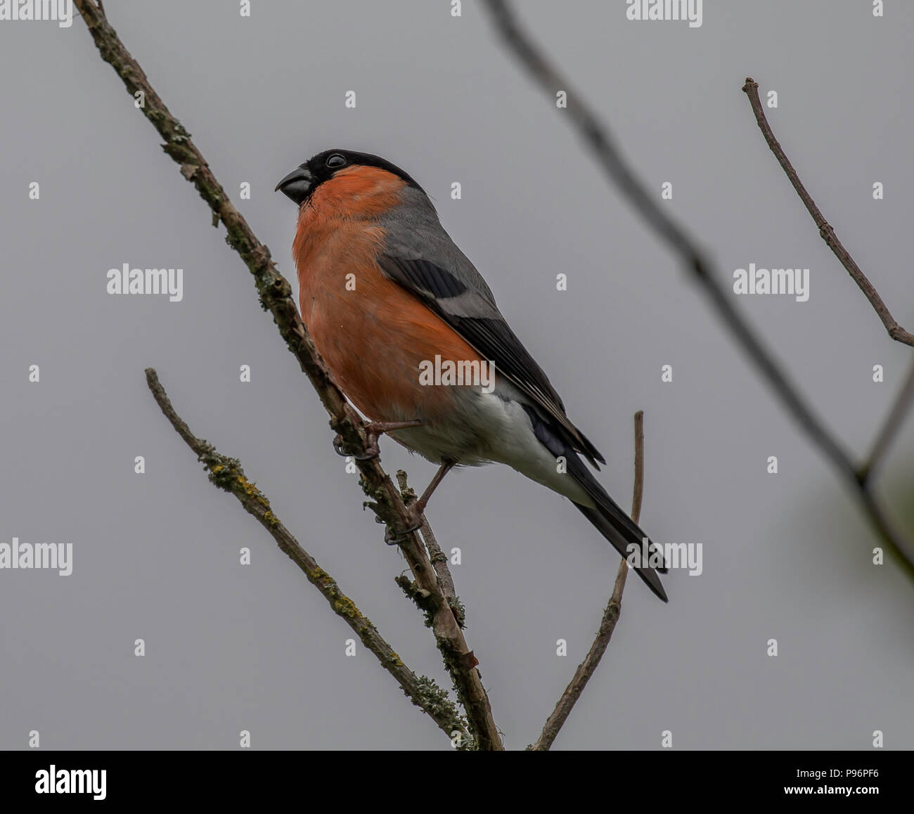 Eurasian bull finch hi-res stock photography and images - Alamy