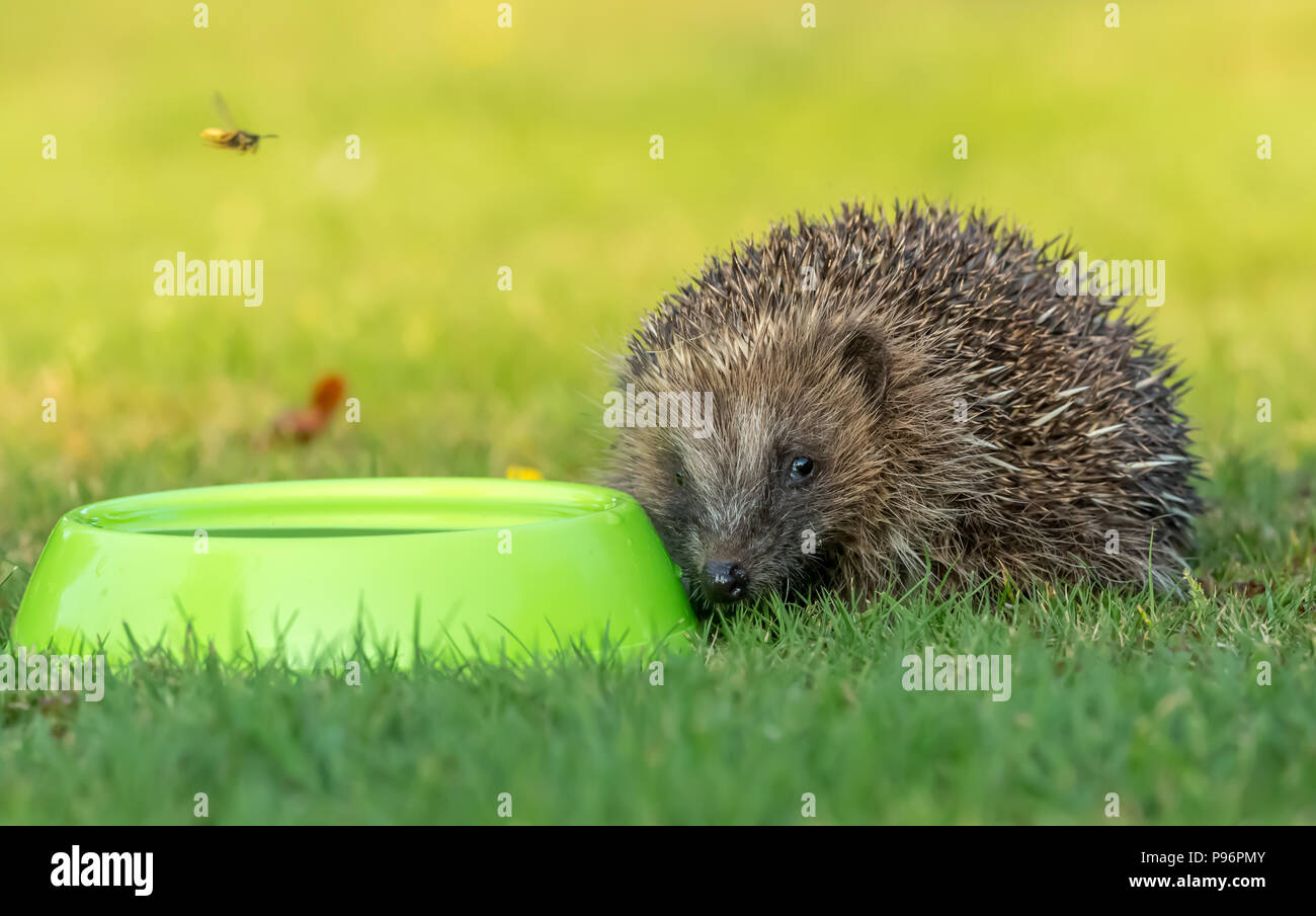 Hedgehog, native, wild, european hedgehog with green water bowl ...