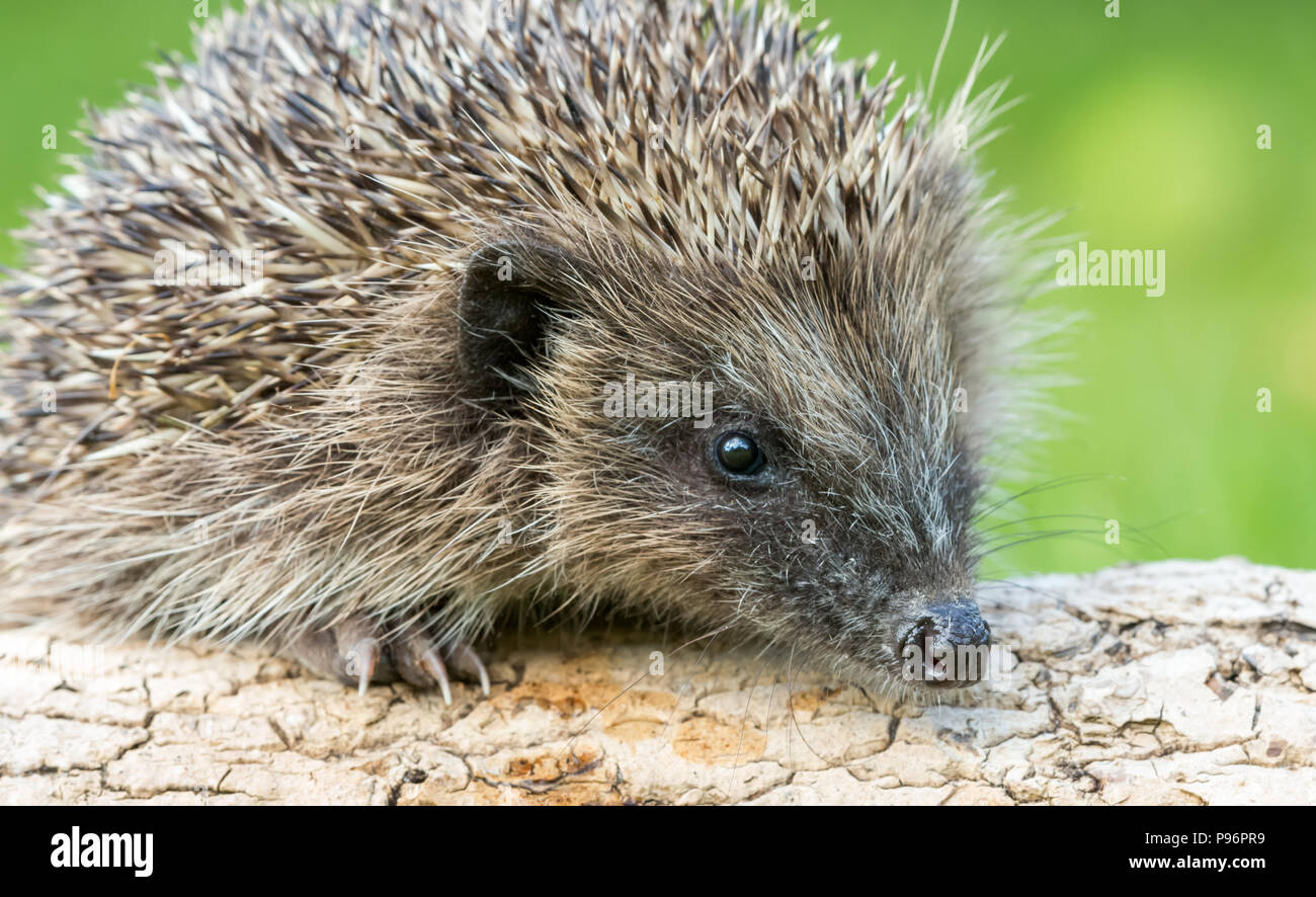 Endangered species wild hi-res stock photography and images - Alamy