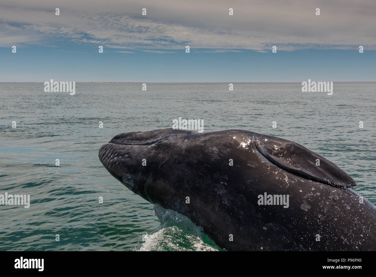 Whales jumping out water whale hi-res stock photography and images - Alamy