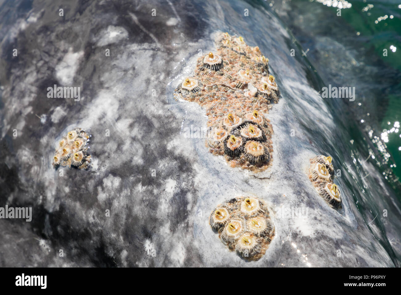 Balanidae on head of a grey whale, Mexico Stock Photo - Alamy