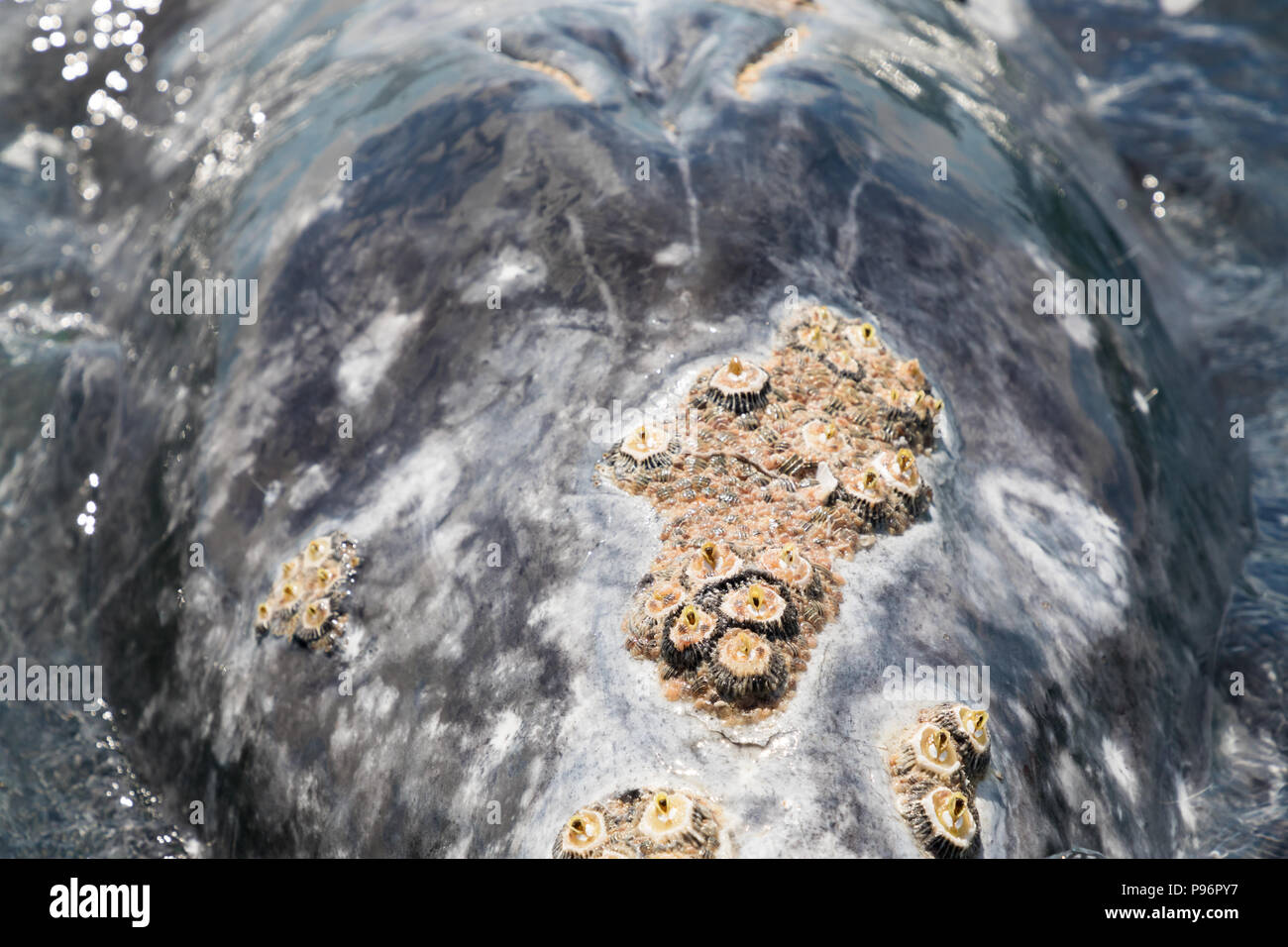 Balanidae on head of a grey whale, Mexico Stock Photo - Alamy
