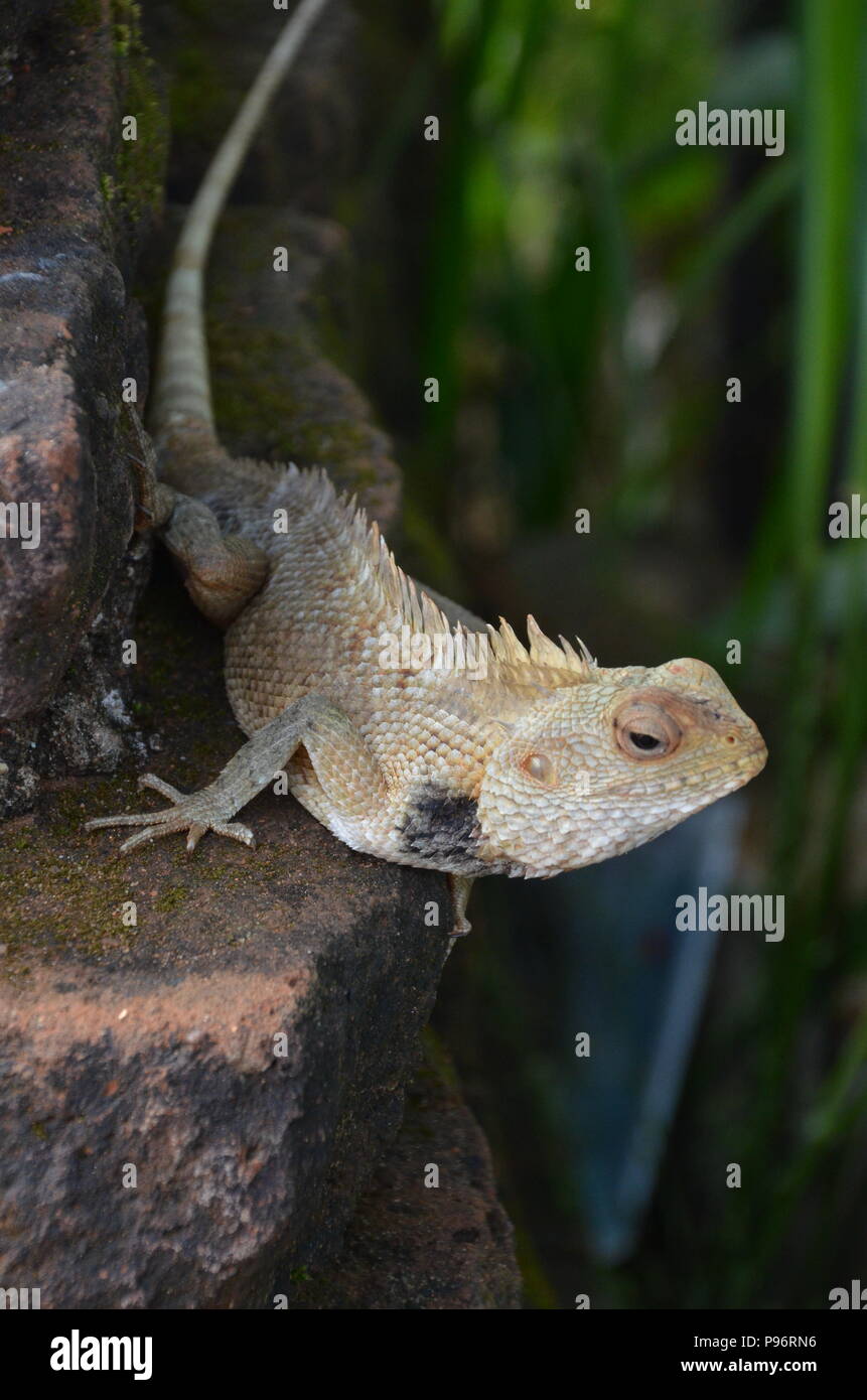 Hiding lizard on Sigiriya mountain Stock Photo - Alamy