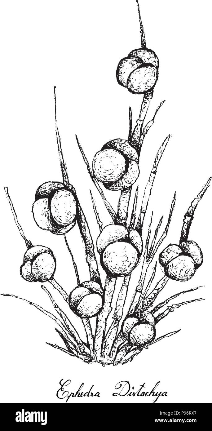 Berry Fruit, Illustration Hand Drawn Sketch of Fresh Sea Grape ...