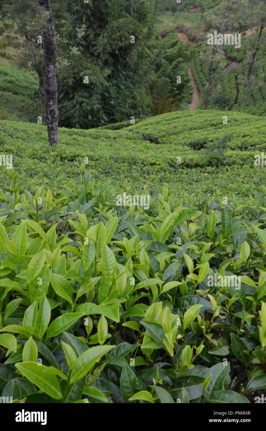 tea plantation in Sri Lanka Stock Photo - Alamy