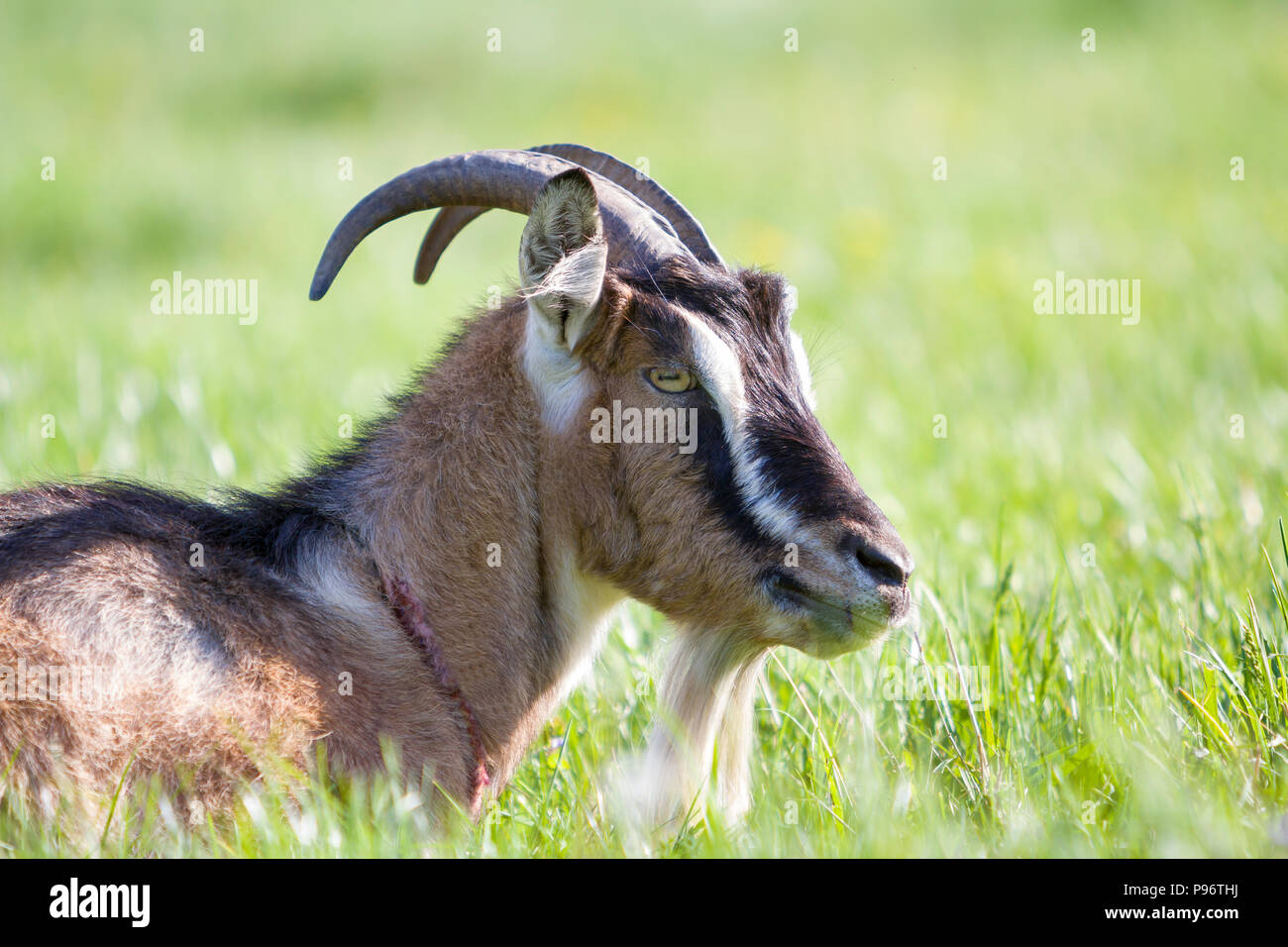 Serious goat hi-res stock photography and images - Alamy