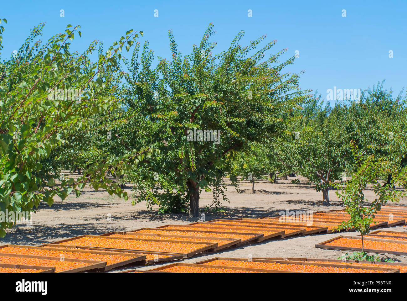 Fruit drying racks hi-res stock photography and images - Alamy