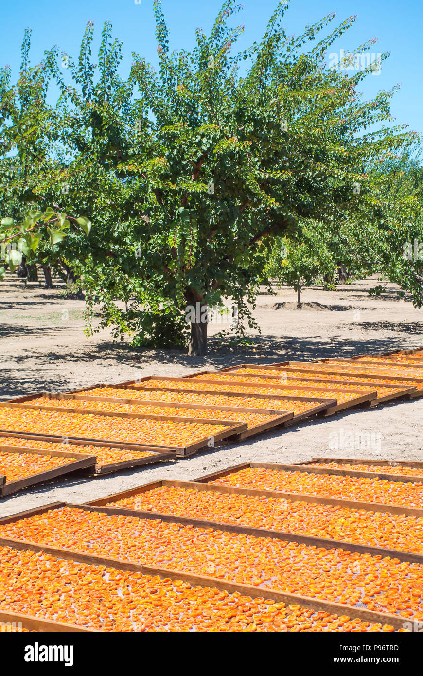 Fruit drying racks hi-res stock photography and images - Alamy