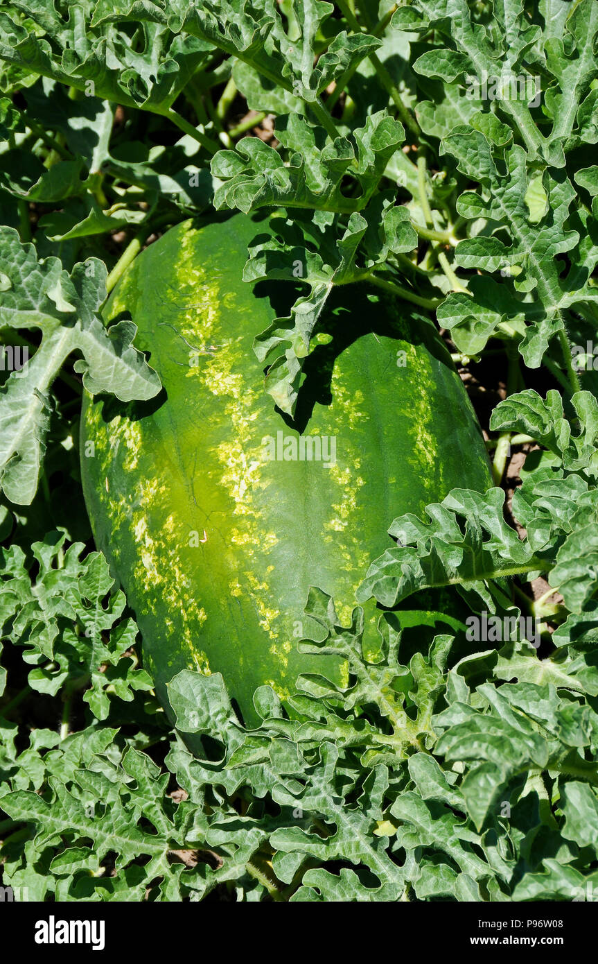 Watermelon field hi-res stock photography and images - Alamy