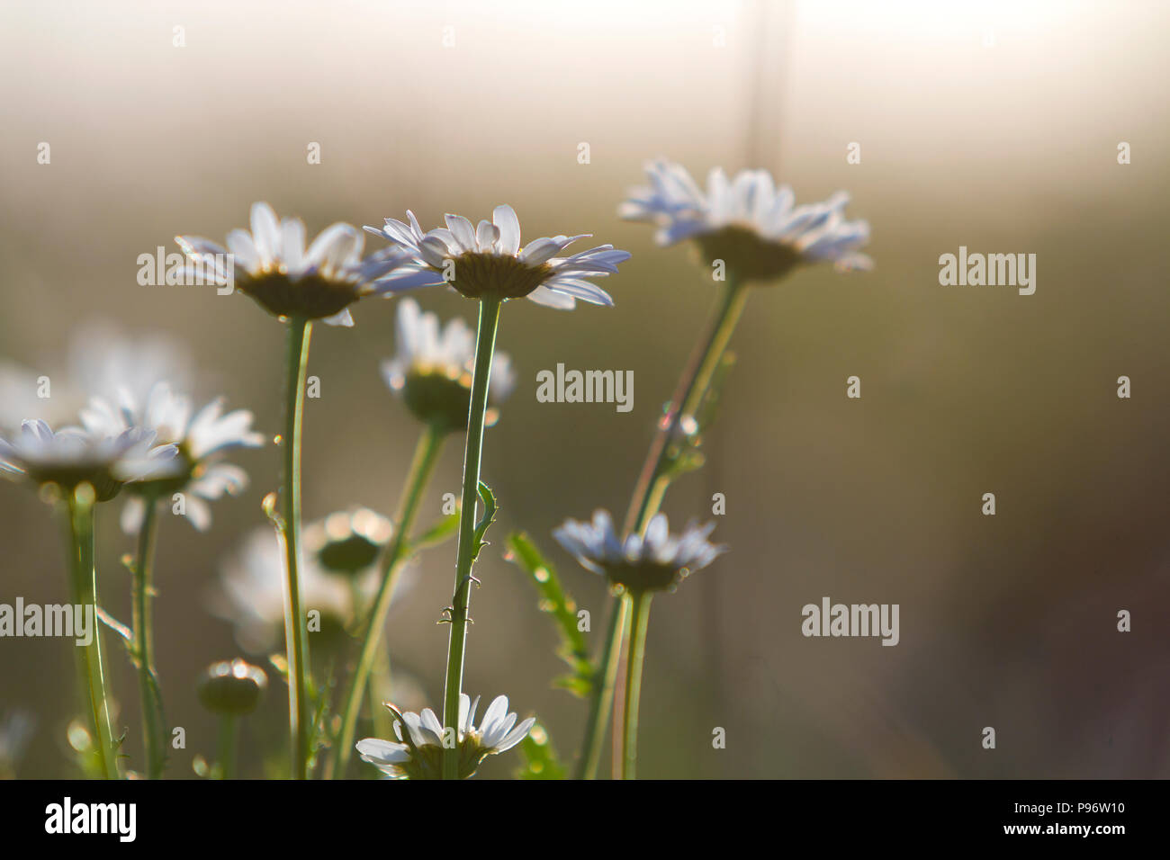 Close-up isolated group of tender beautiful wild white daises lit by ...