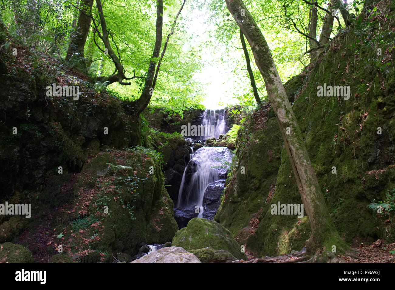 Canonteign Falls and Lakes, Teign Valley, Devon England UK Stock Photo ...