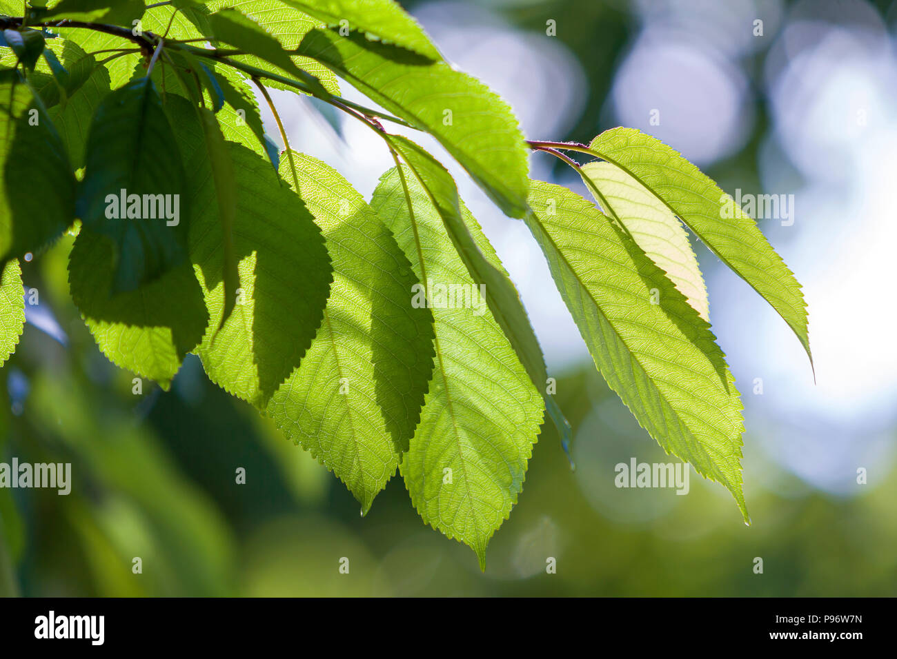 Close-up of beautiful fresh new shiny leaves of cherry tree with drops ...