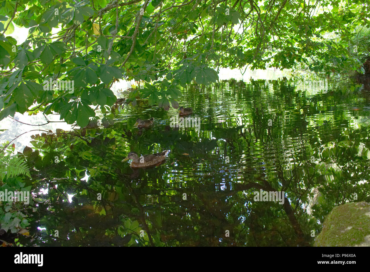 Canonteign Falls and Lakes, Teign Valley, Devon England UK Stock Photo ...