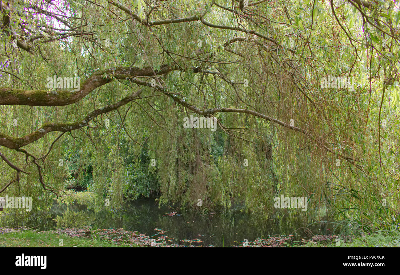 Canonteign Falls and Lakes, Teign Valley, Devon England UK Stock Photo ...