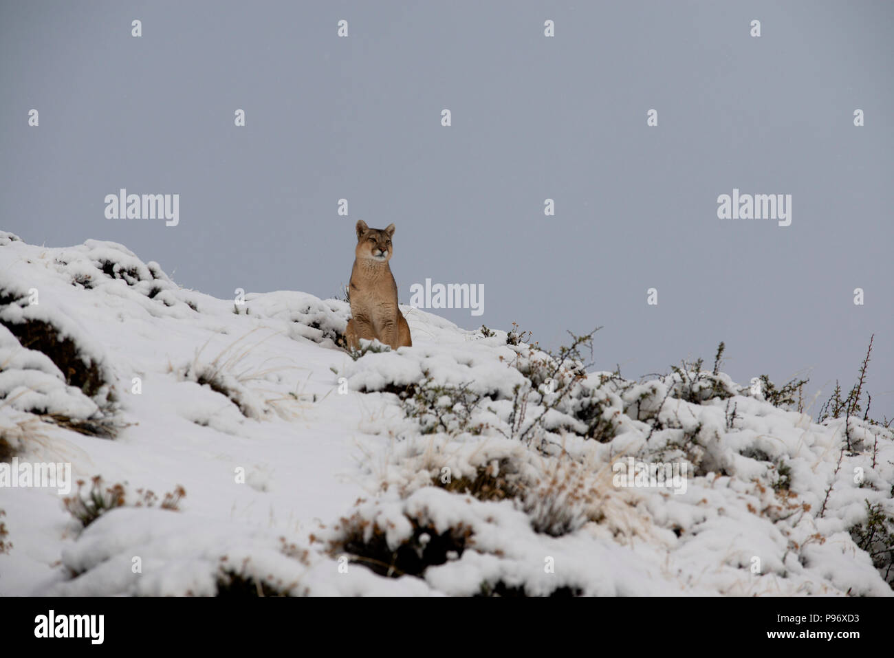 Female cougar hi-res stock photography and images - Alamy