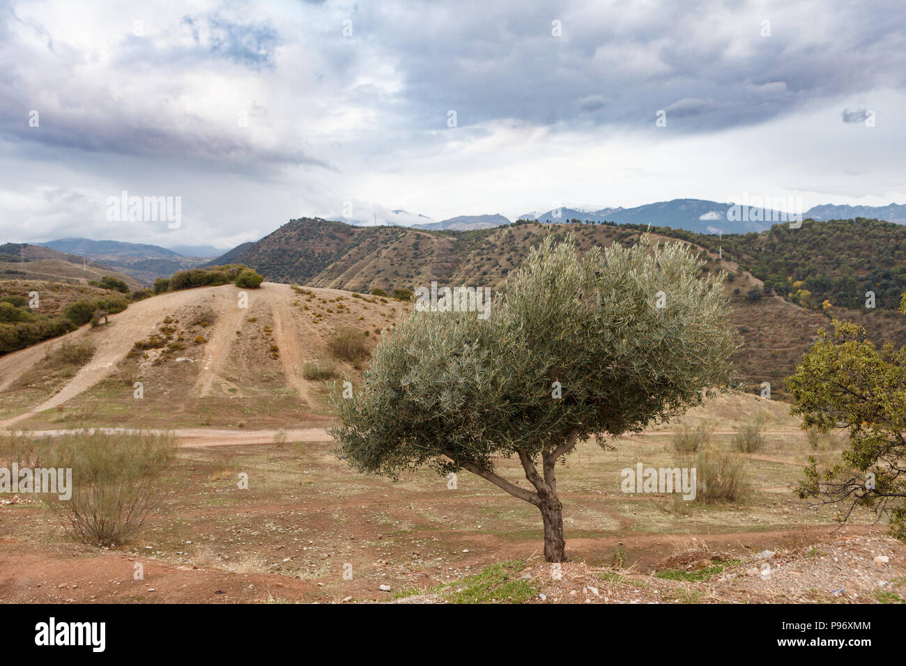 Landscape of Sacromonte of Granada with Olive tree Sierra Nevada on ...