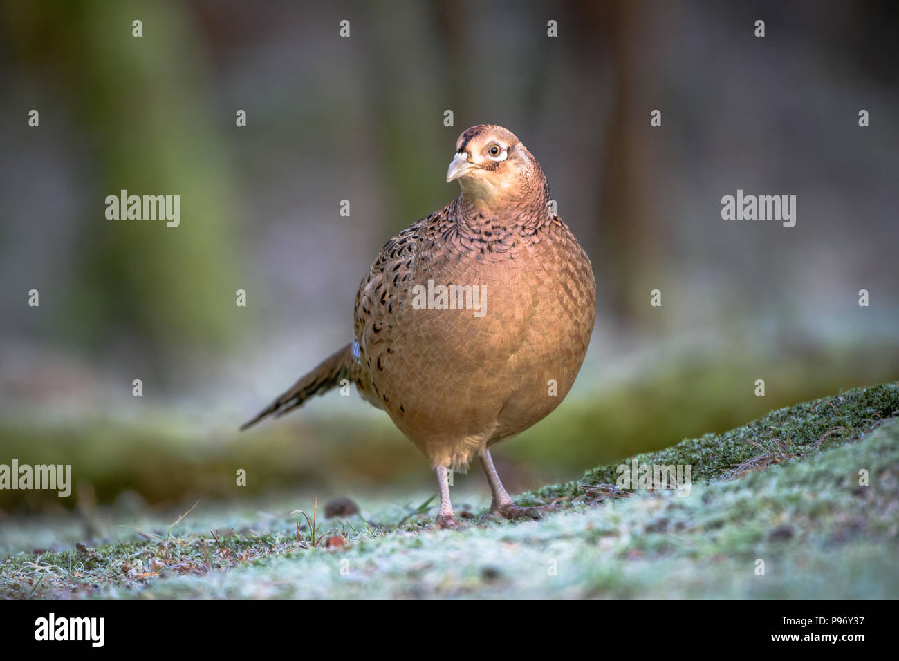 Pheasant near Lockerbie. Scotland Stock Photo - Alamy