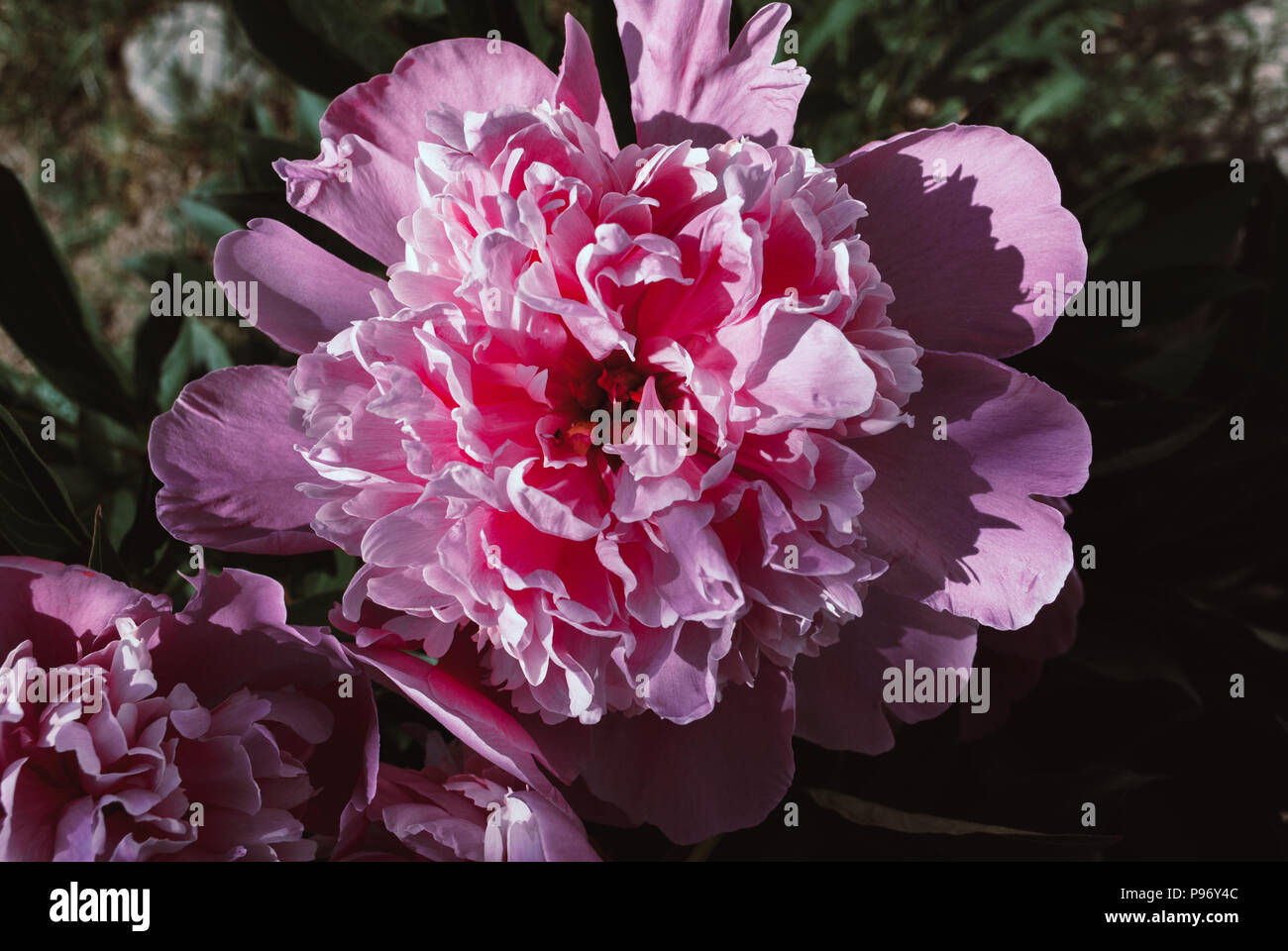 Peone hi-res stock photography and images - Alamy