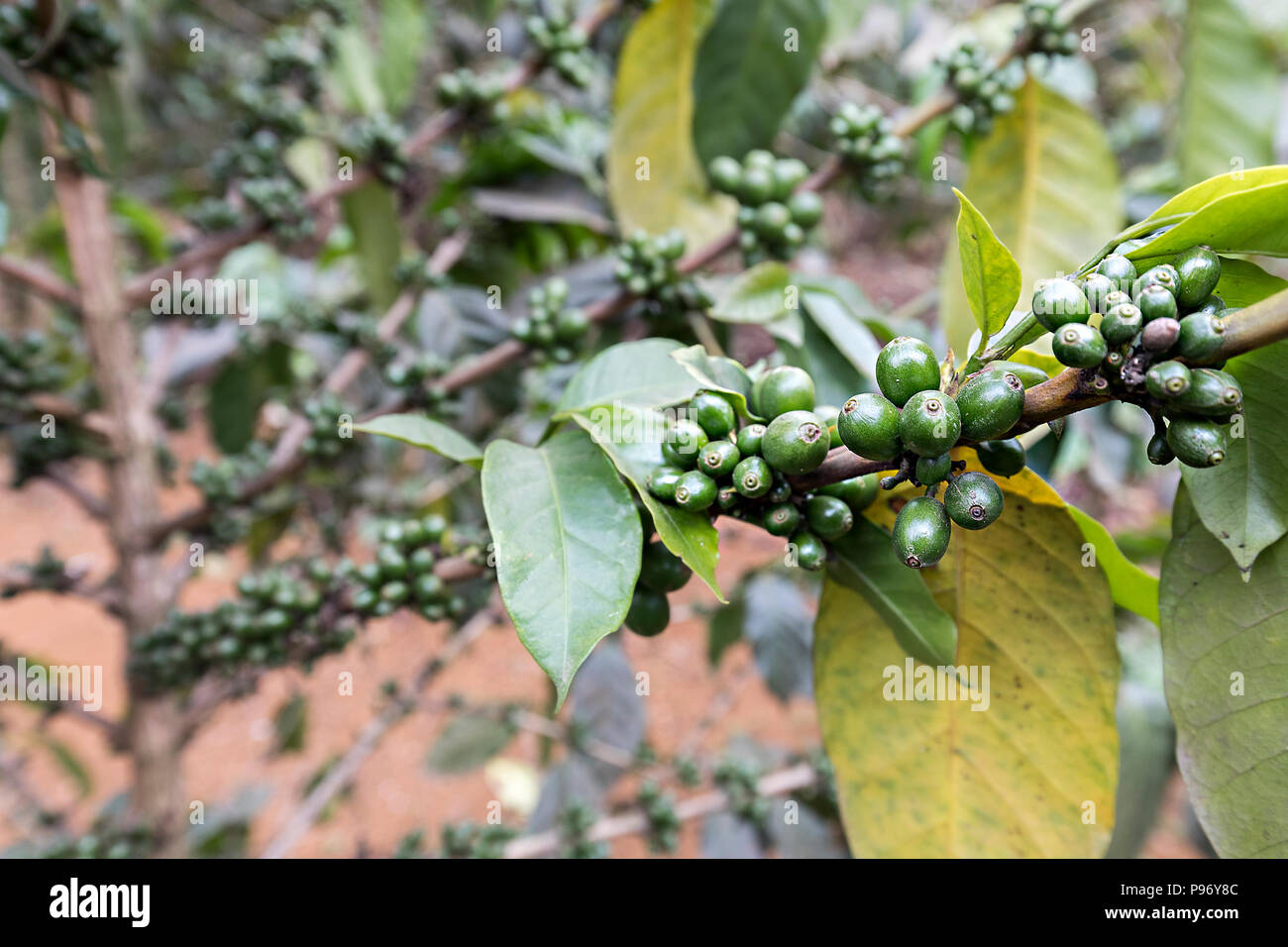 Coffee growing on plantation, Paksong, Laos Stock Photo - Alamy
