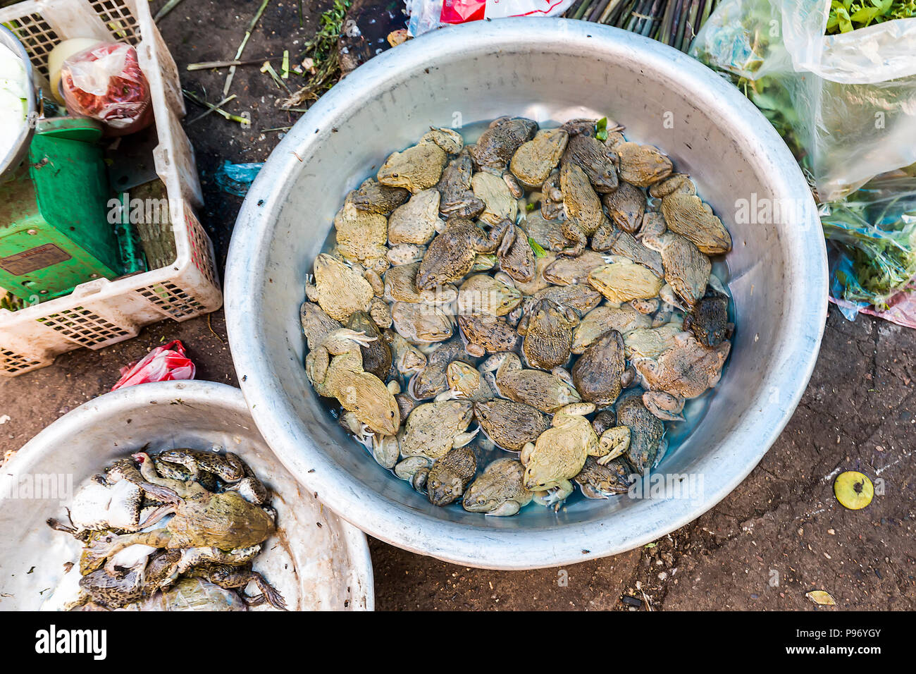Frogs and toads on sale for food in market, Pakse, Laos Stock Photo - Alamy