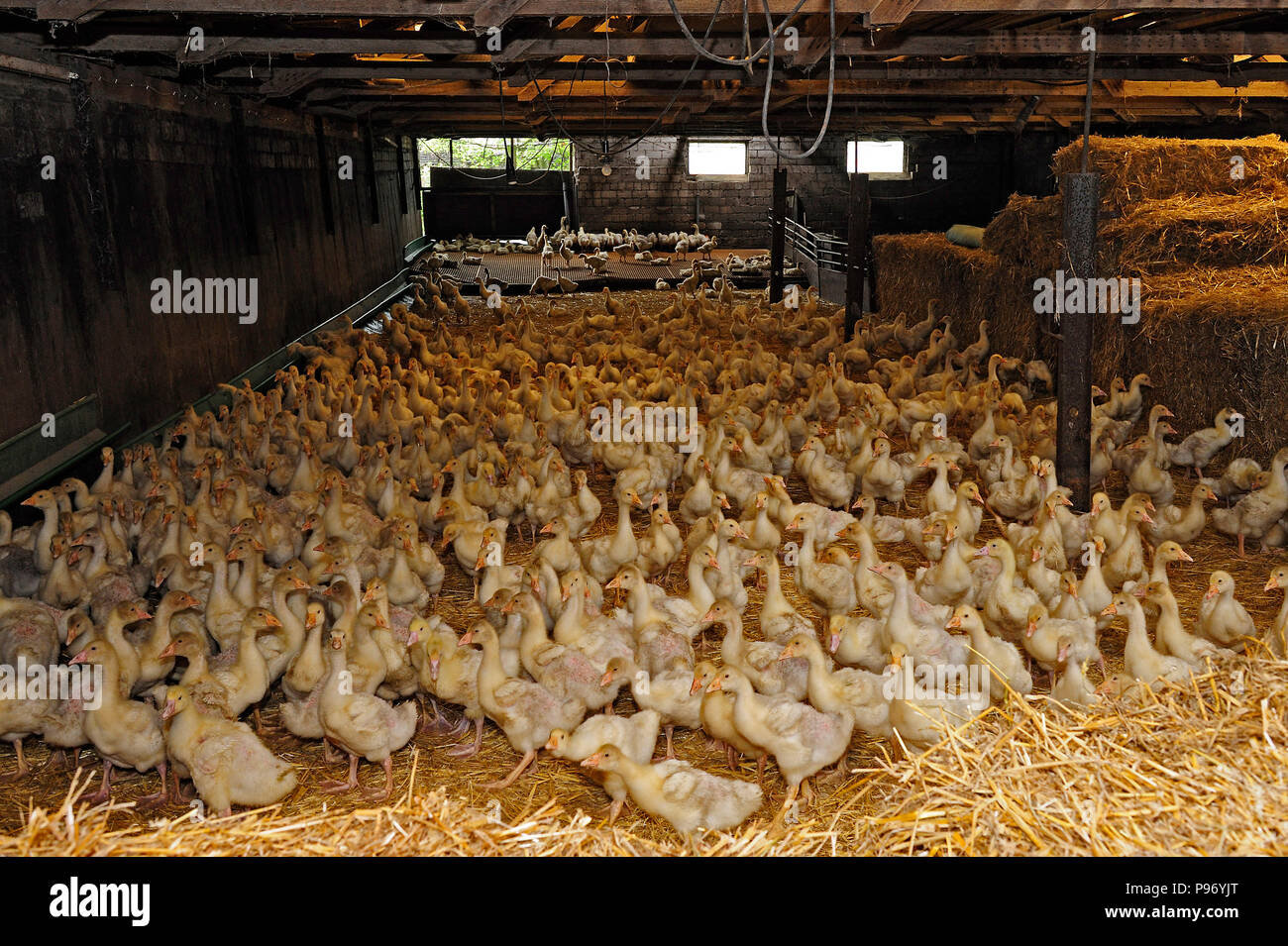 Poultry farm germany hi-res stock photography and images - Alamy
