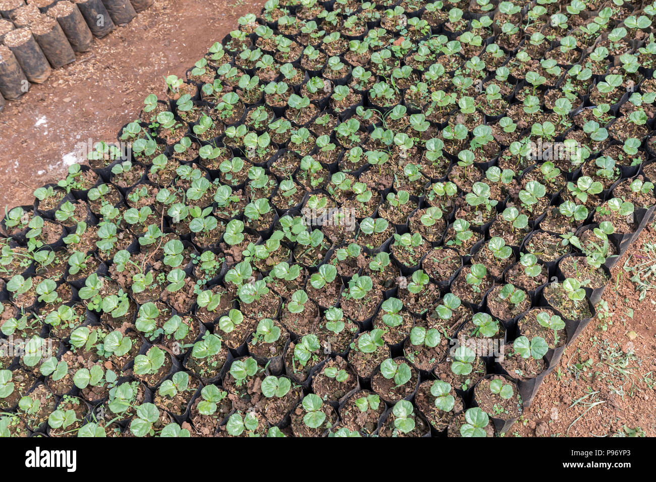 Nursery of seedlings hi-res stock photography and images - Alamy