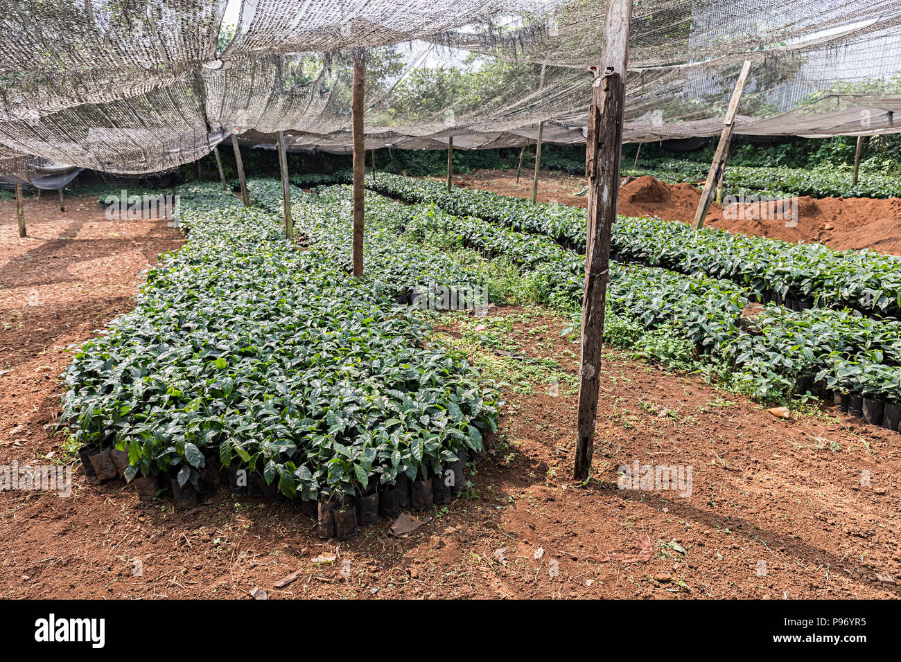 Coffee plants hi-res stock photography and images - Alamy