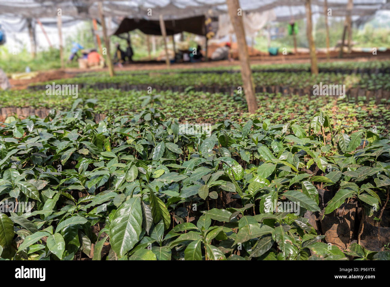Laos coffee hi-res stock photography and images - Alamy