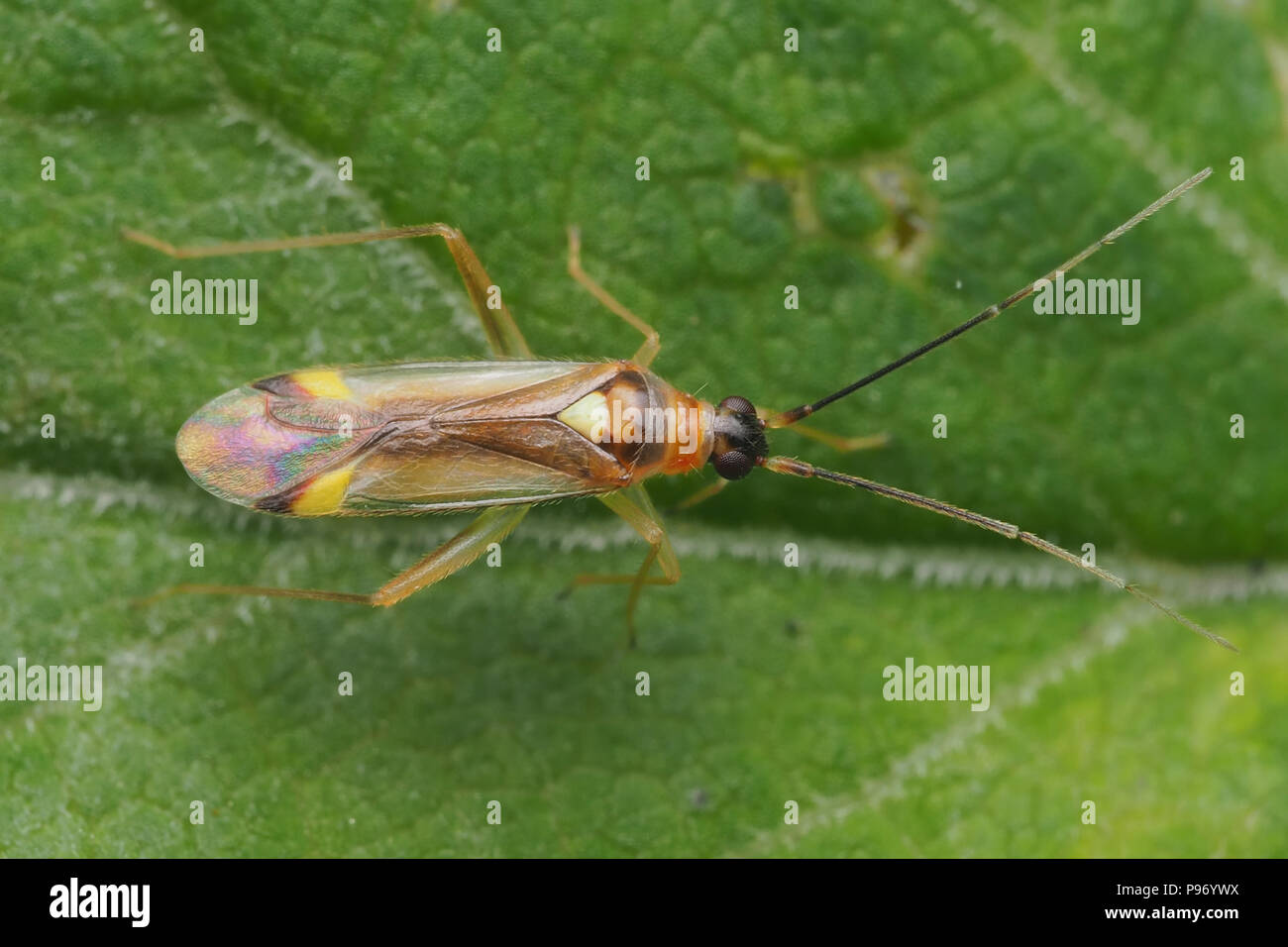 Dorsal view of a Campyloneura virgula mirid bug on rhododendron leaf ...