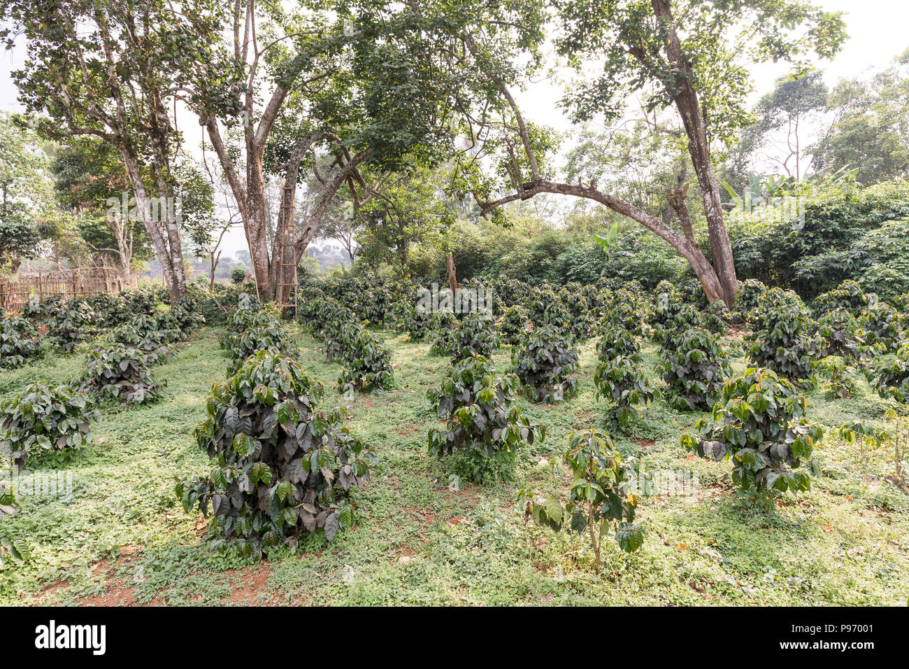 Field of coffee hi-res stock photography and images - Alamy