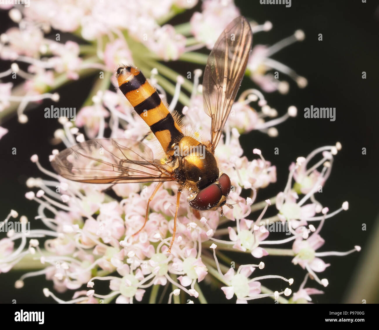 Meliscaeva cinctella hi-res stock photography and images - Alamy
