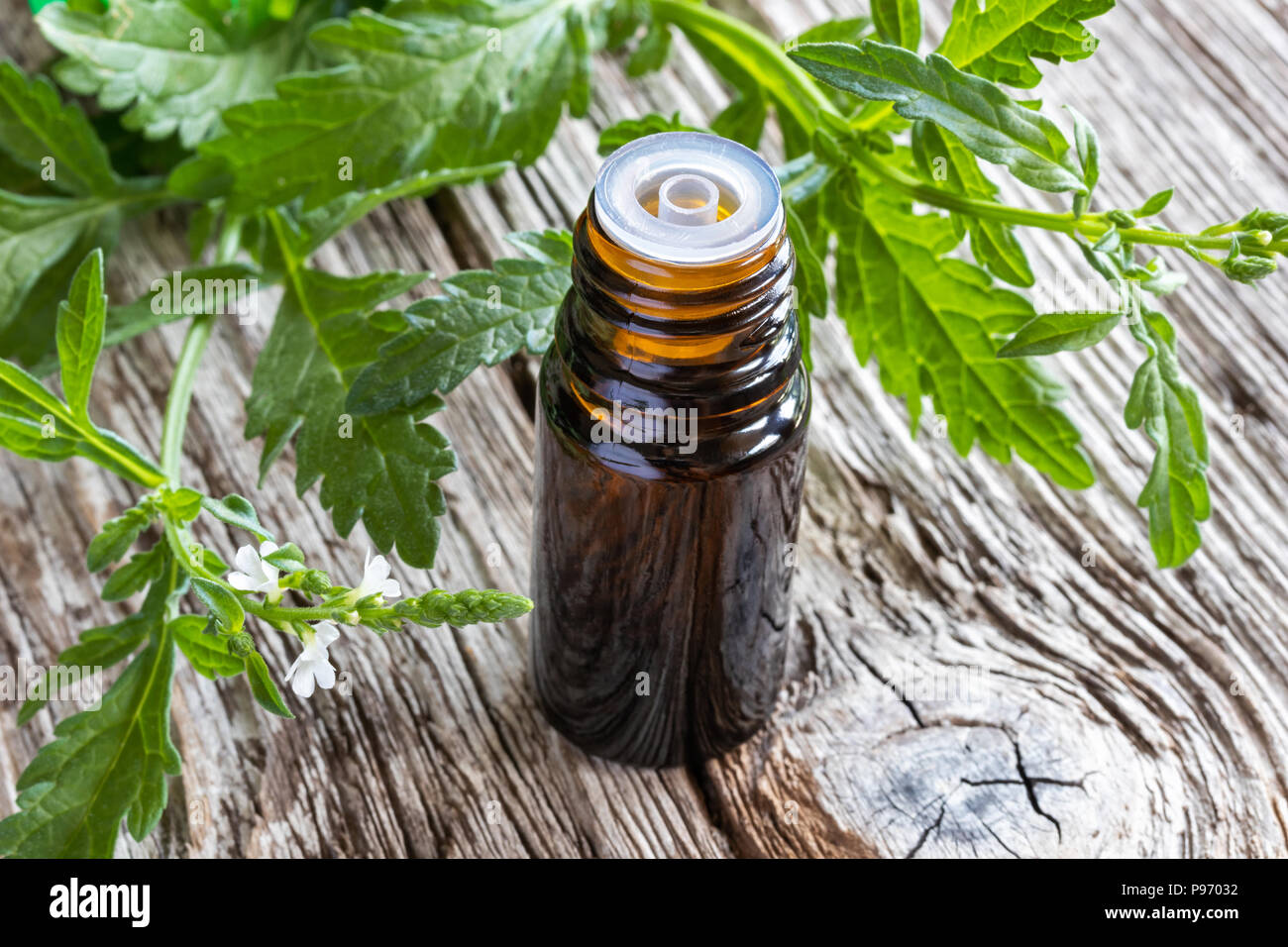 A bottle of common vervain essential oil with fresh blooming verbena ...